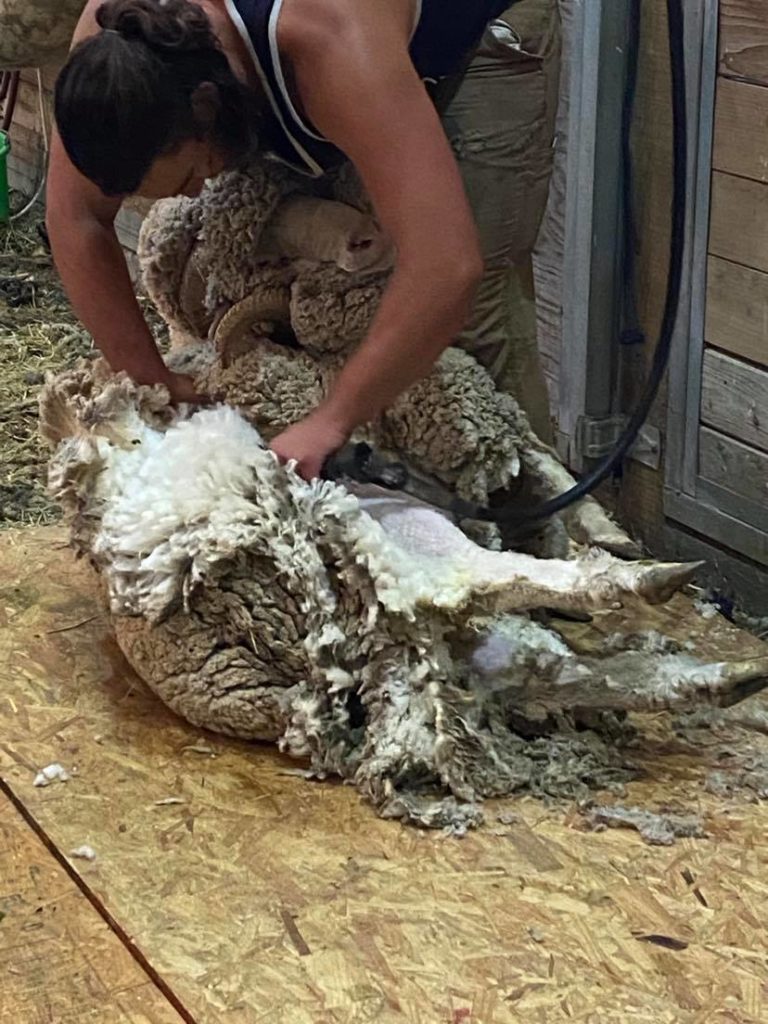 History of fiber production - Fleece Finder